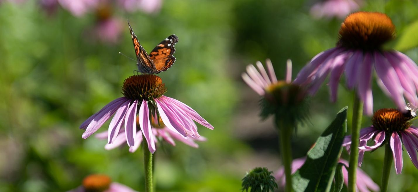 Statewide | VDOT makes roadsides a refuge for pollinators | Virginia ...